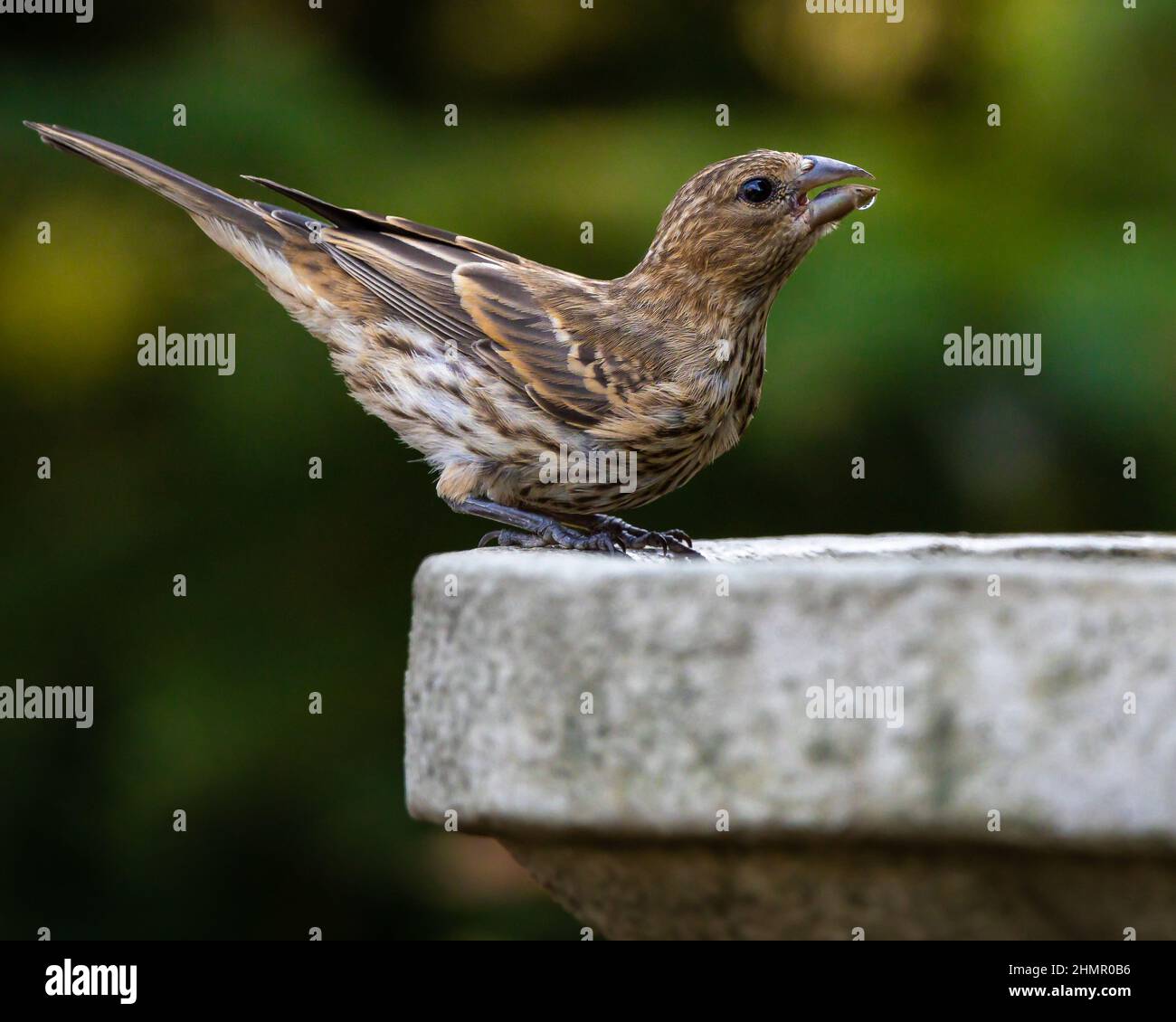 Closeup of the house finch drinking water. Haemorhous mexicanus Stock ...