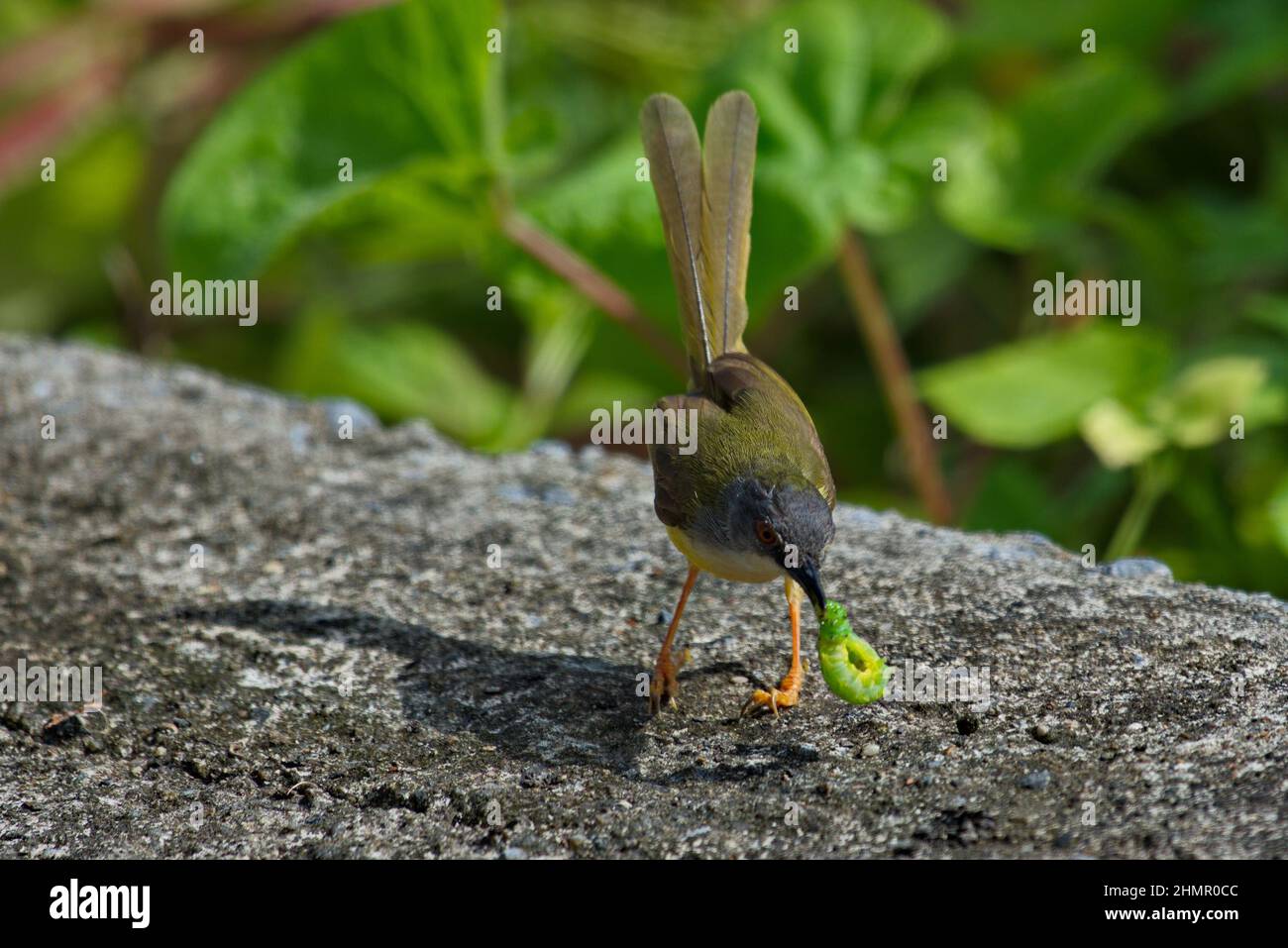 Ashy mountains hi-res stock photography and images - Alamy