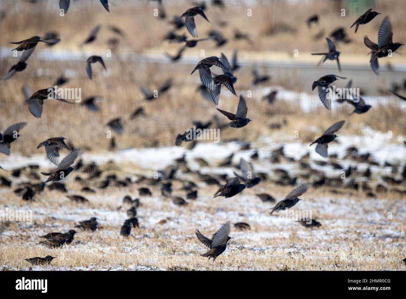 Flock of common starlings. European starlings, Sturnus vulgaris Stock ...