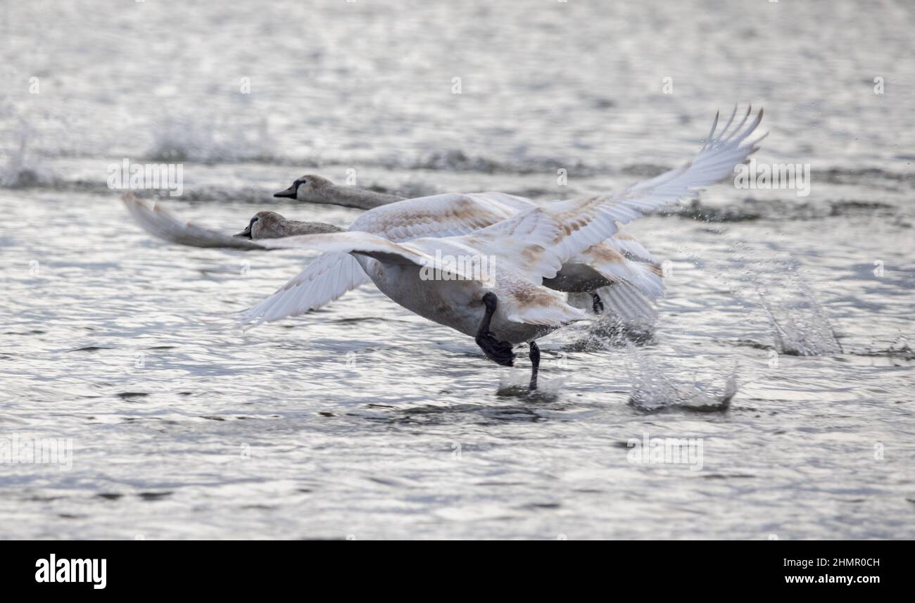 White ducks flying over a lake Stock Photo - Alamy