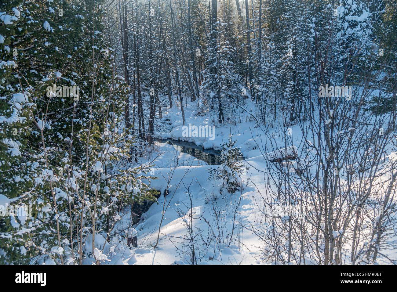 Winter sunny forest in Central Ontario, Canada Stock Photo - Alamy