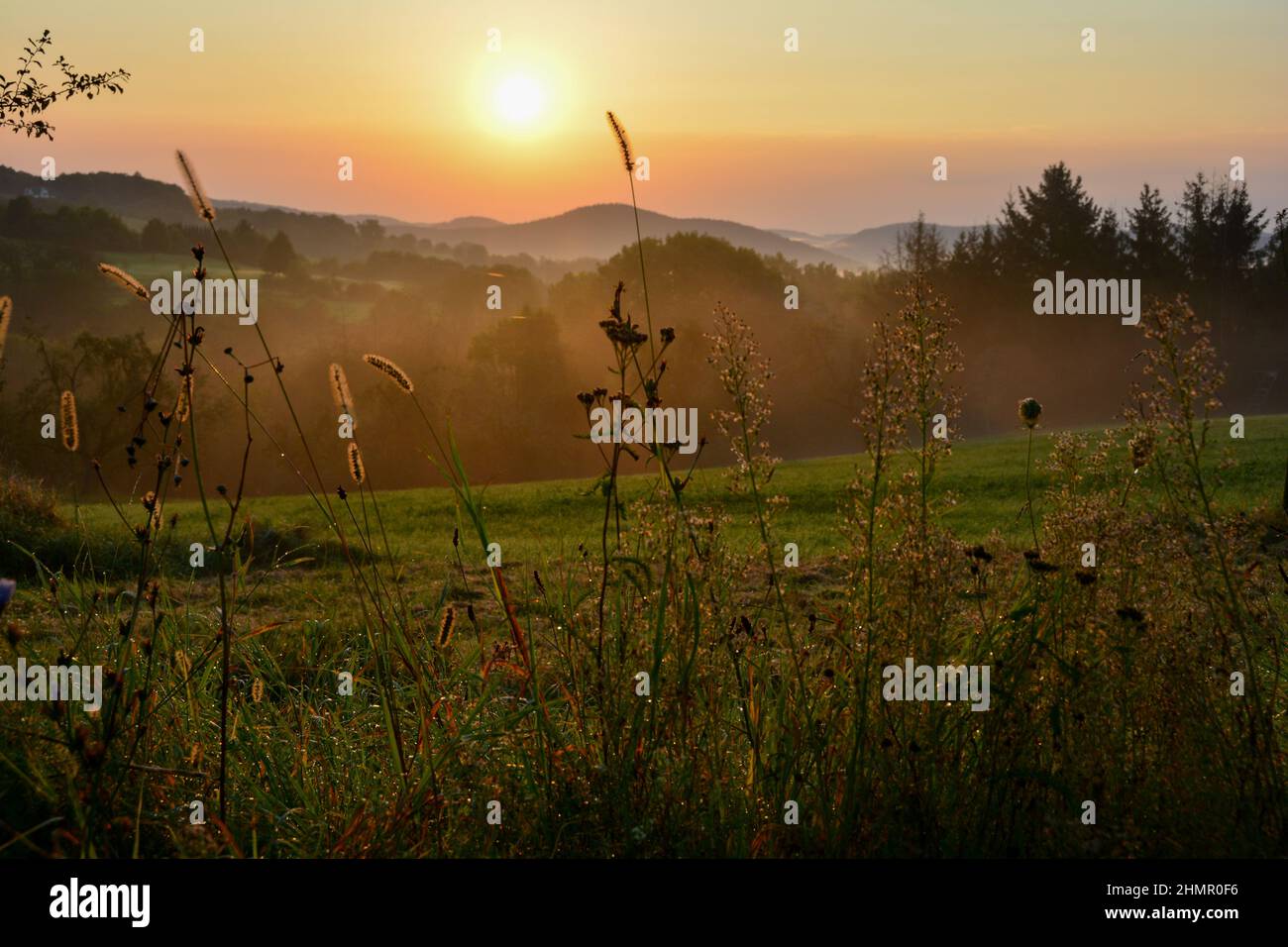 Green landscape with grass in the light of the rising sun with morning ...