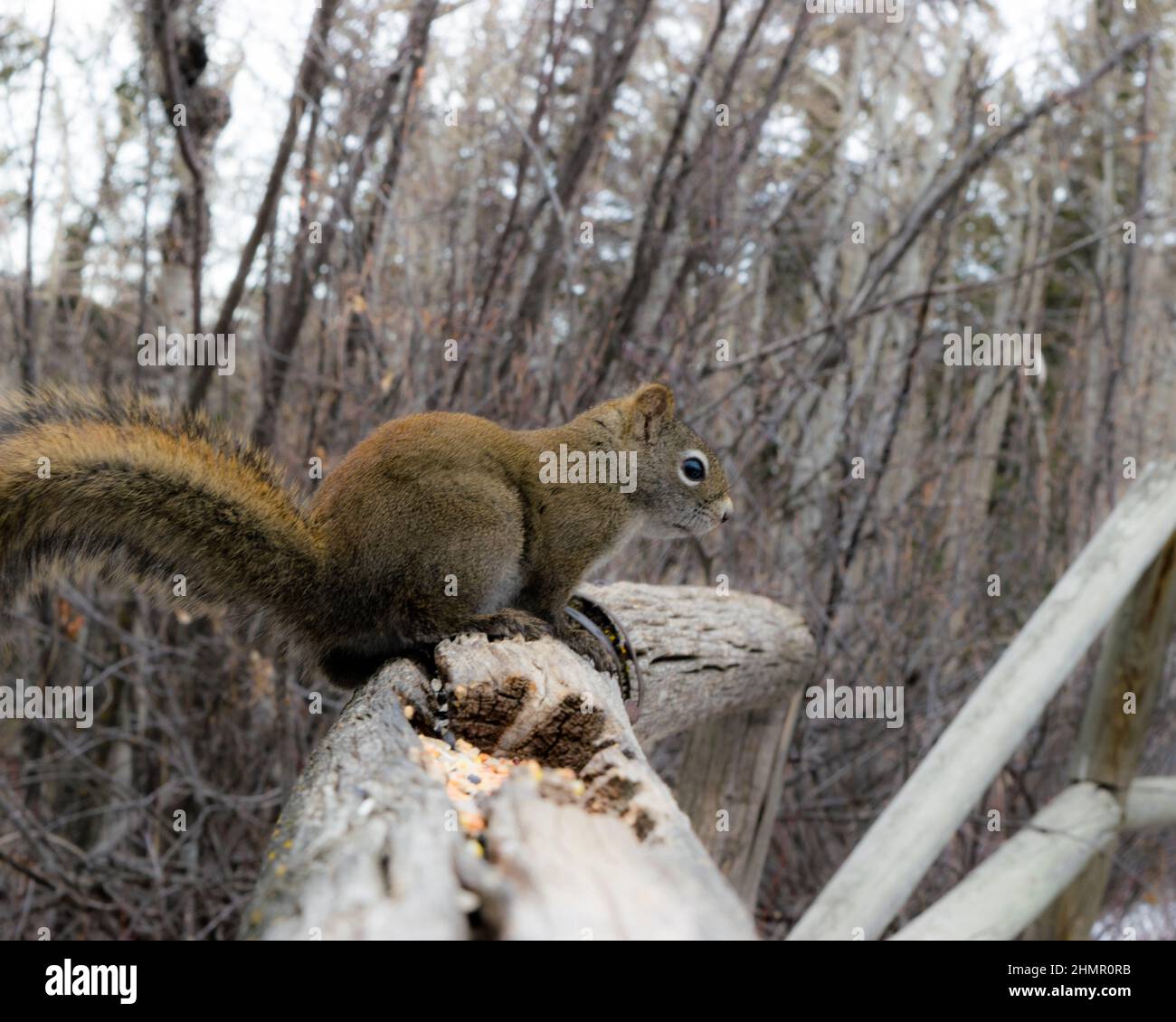 Squirrel on the trail Stock Photo - Alamy