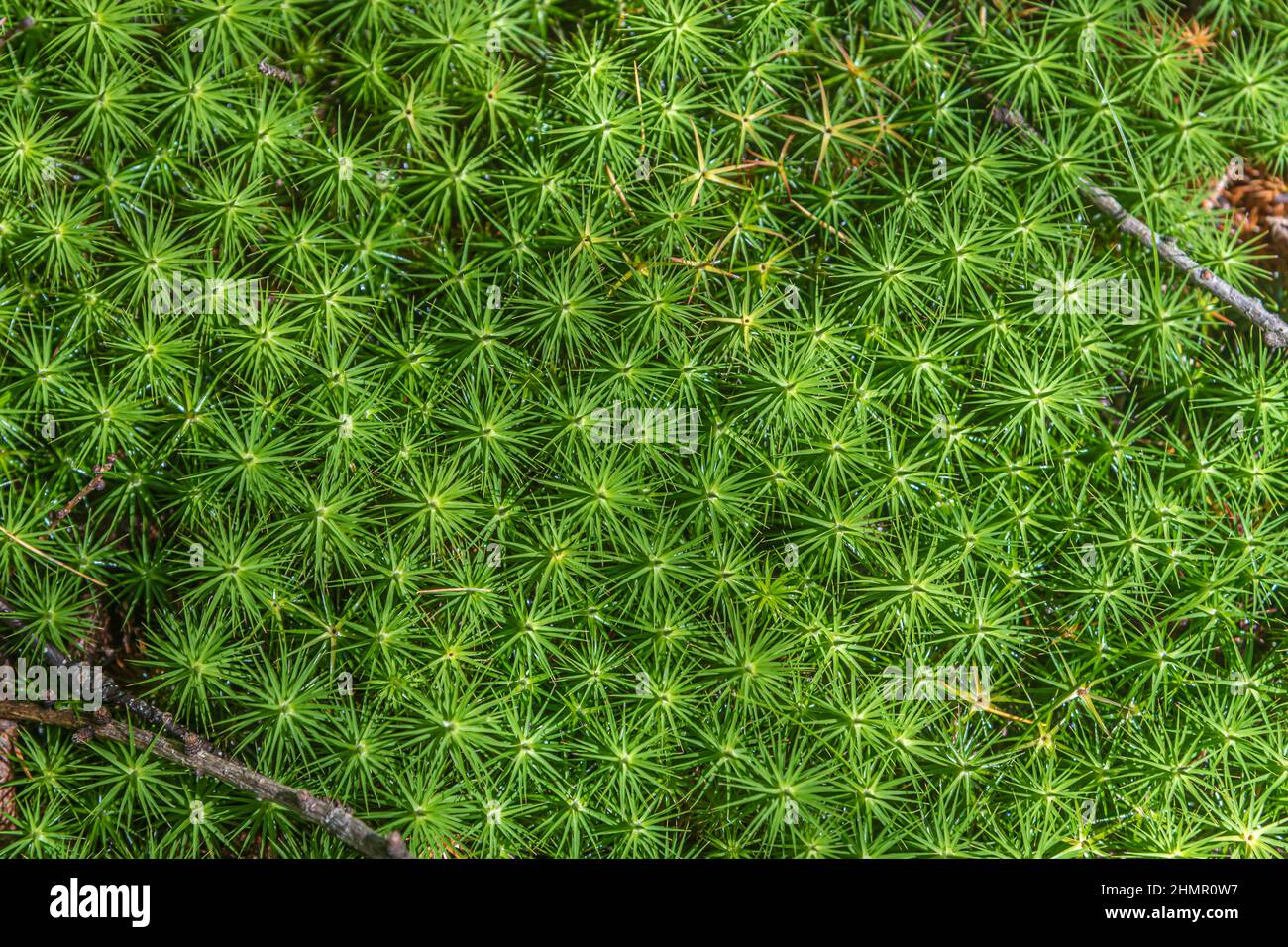 Polytrichum commune, (common haircap, great golden maidenhair, common ...