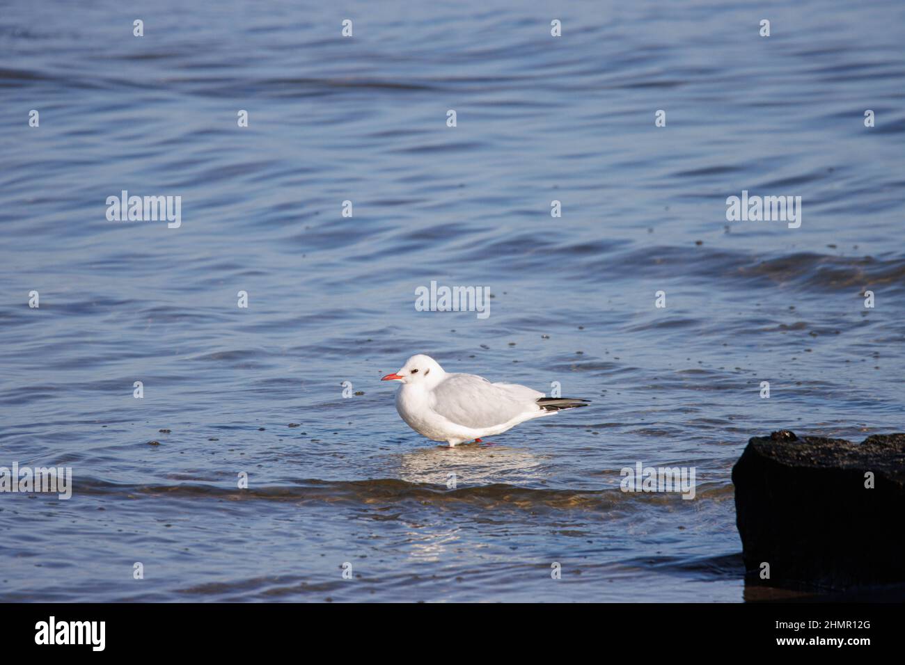 many seagulls standing side by side on a groyne at the baltic sea Stock ...