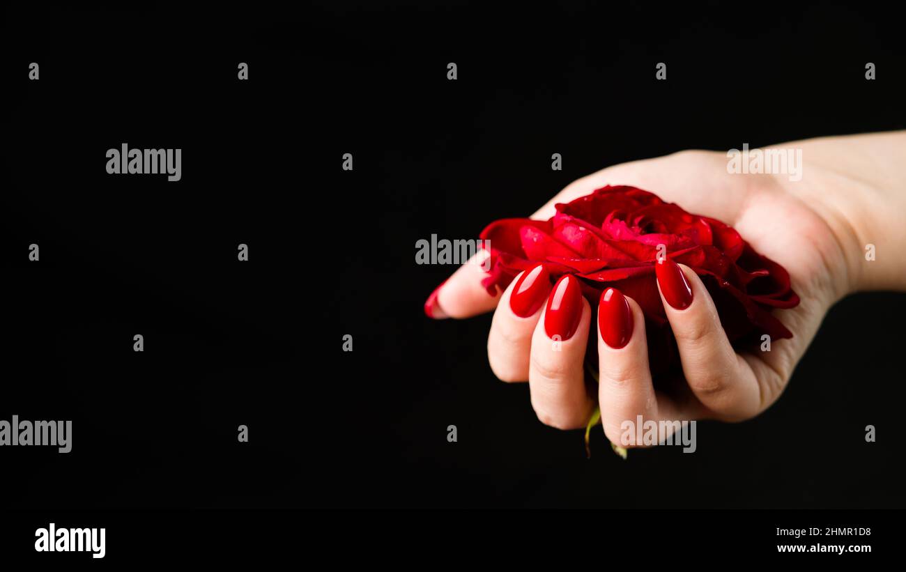 Crop person showing red rose. From above of crop anonymous person ...
