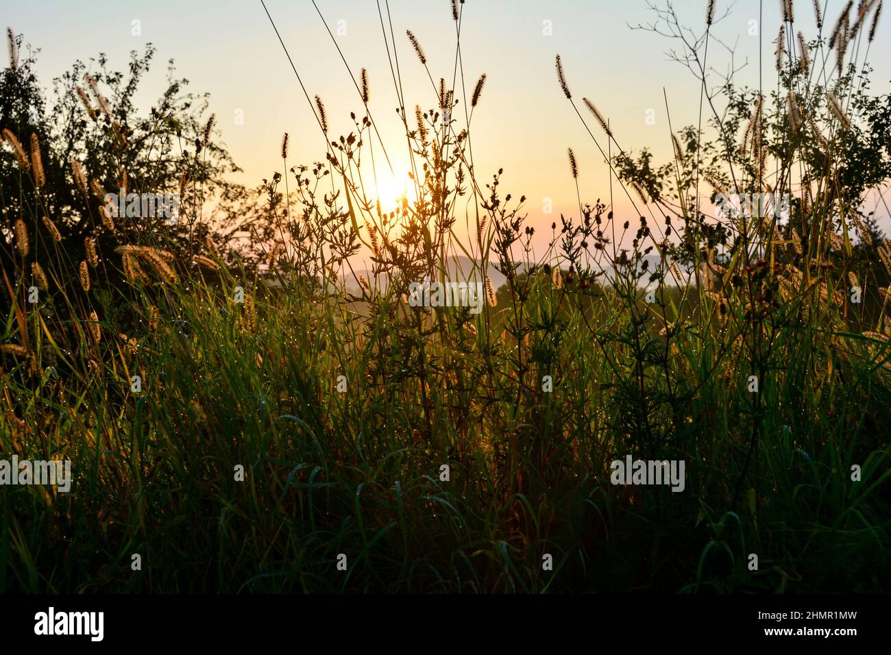 Sunrise through grass hi-res stock photography and images - Alamy