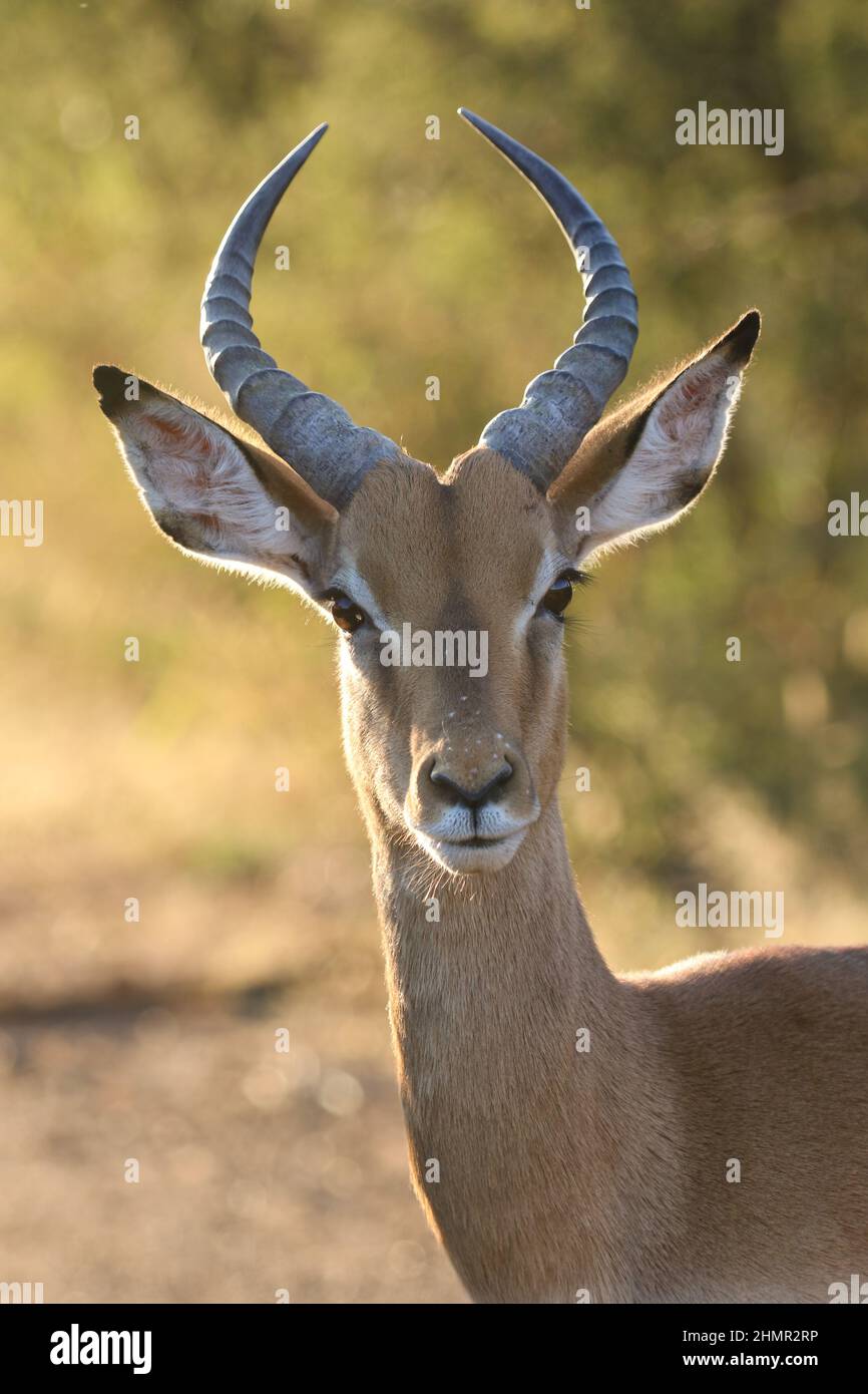 Young antelope hi-res stock photography and images - Alamy