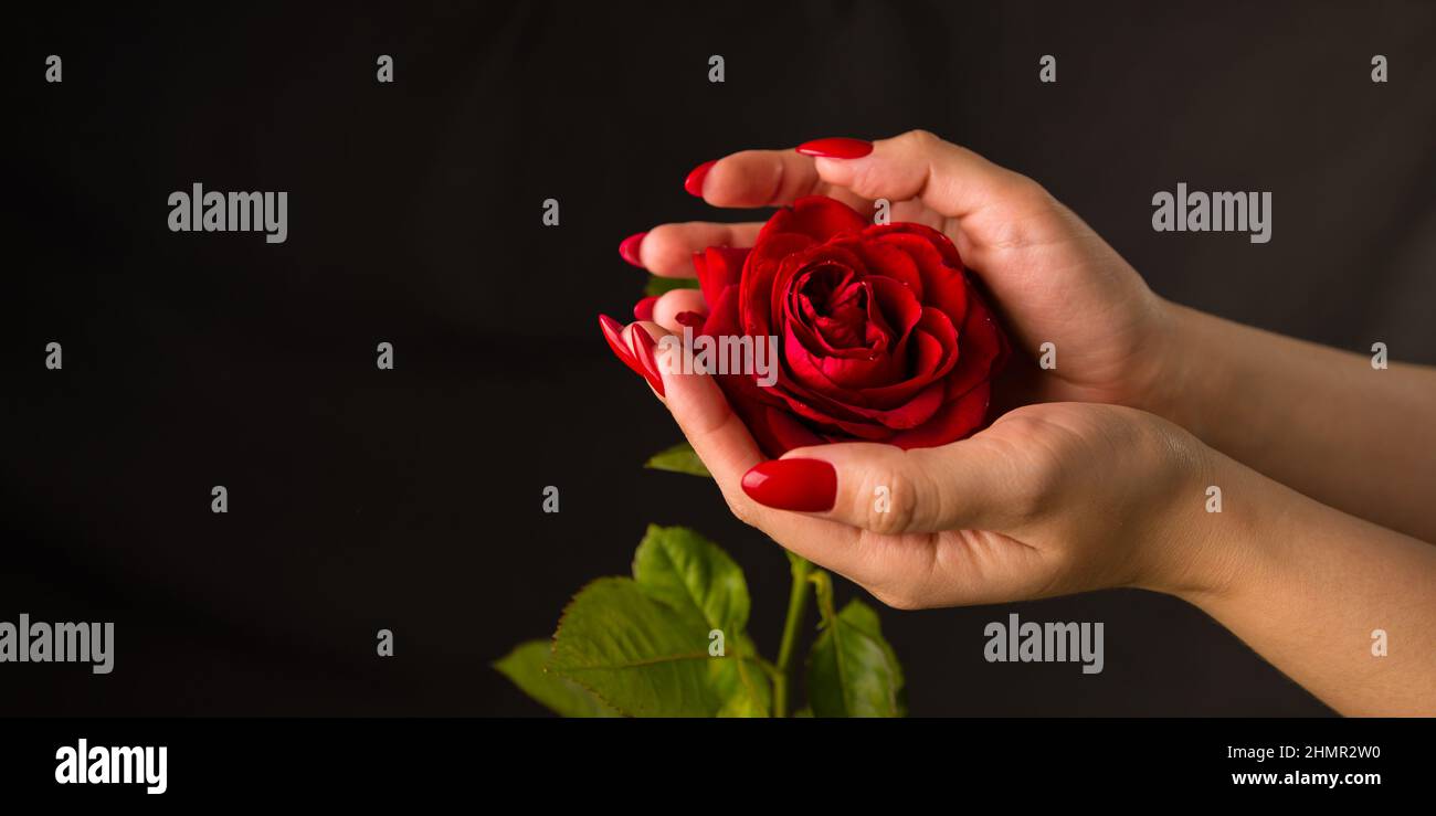 Crop person with red rose. Crop anonymous person demonstrating red rose ...