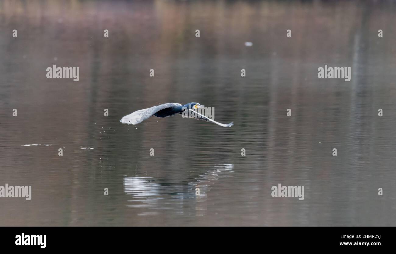 A cormorant is flying low over the smooth water surface of the Lake ...