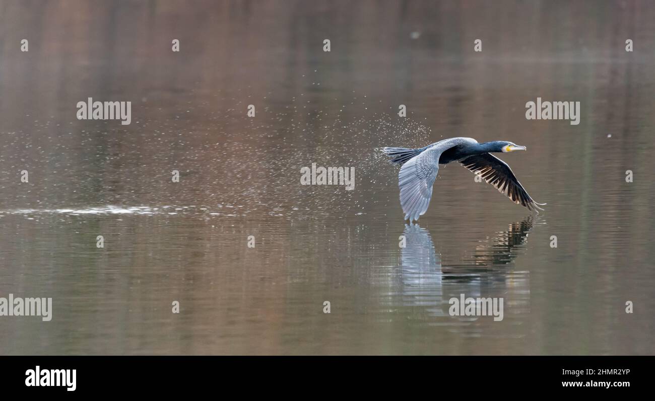 A cormorant is flying low over the smooth water surface of the Lake ...
