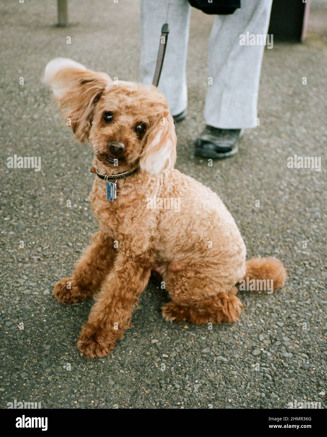 Surprised golden brown cockapoo dog in Sasebo, Japans Stock Photo - Alamy