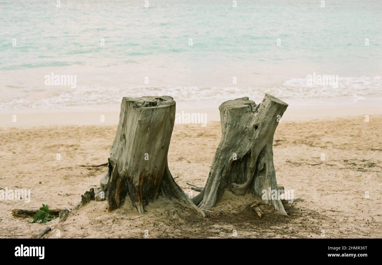 Shot of two stumps at Kailua beach Oahu Hawaii with kayaks in the ...