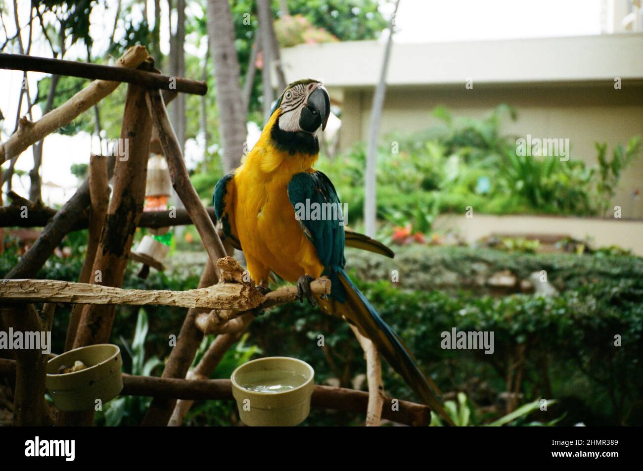 Adorable Macaw parrot with blue wings and yellow body in Oahu, Hawaii ...
