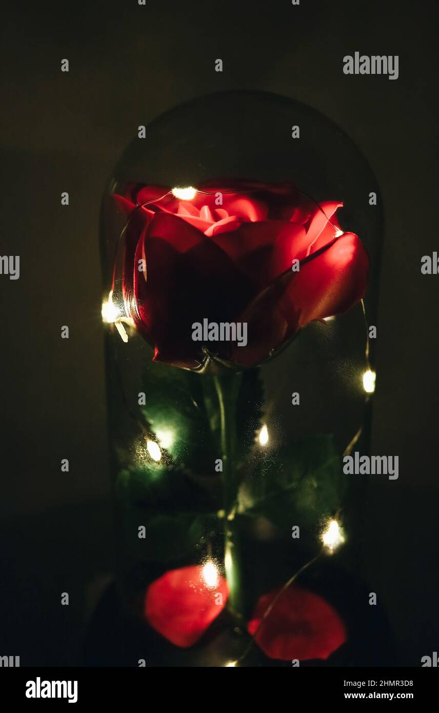 Red rose in glass flask with illumination close up, romantic love gift ...