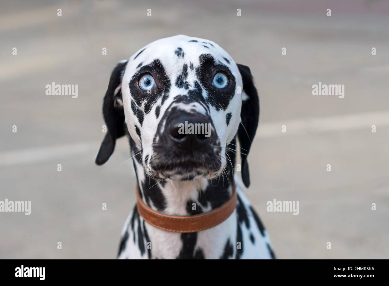 Wide eyed Dalmation with blue eyes looking at camera. Funny dog Stock ...
