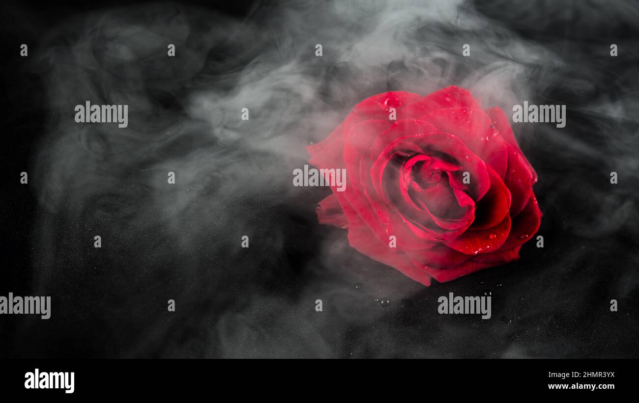 Abstract heavy red rose. Black background in smoke with red rose petals ...