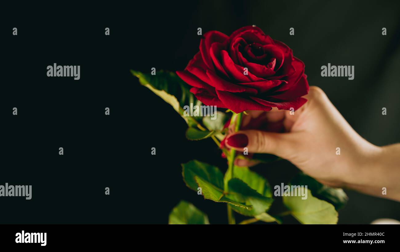 Crop person with red rose. From above crop hand of anonymous person ...