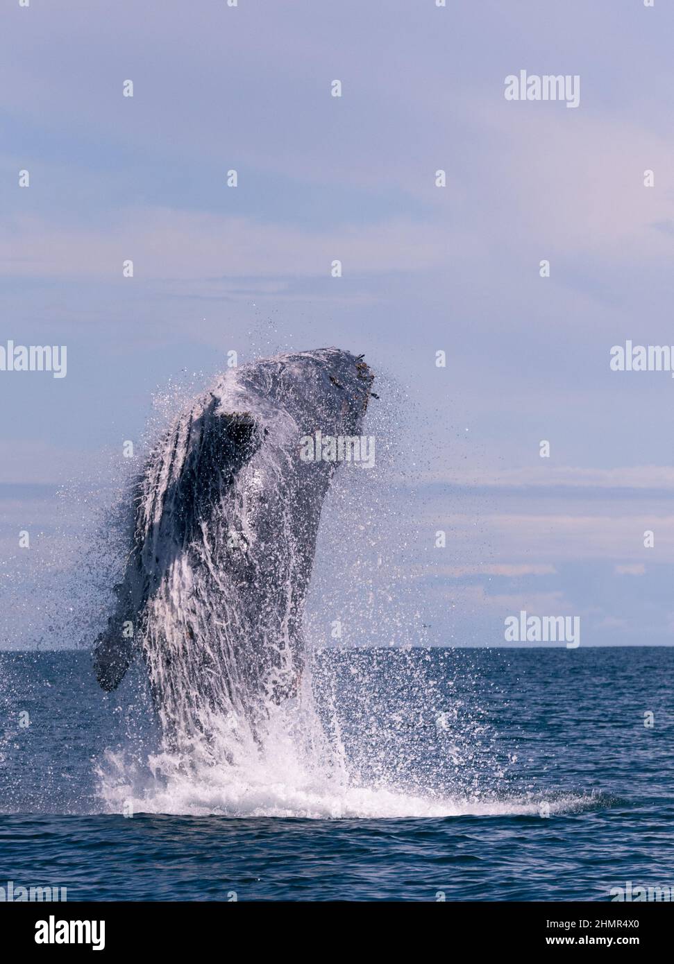 A humpback whale is seen of the coasts of Coqui at the Choco region in ...