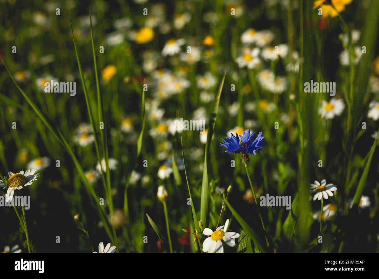 Wildflower meadow in an English country garden Stock Photo - Alamy