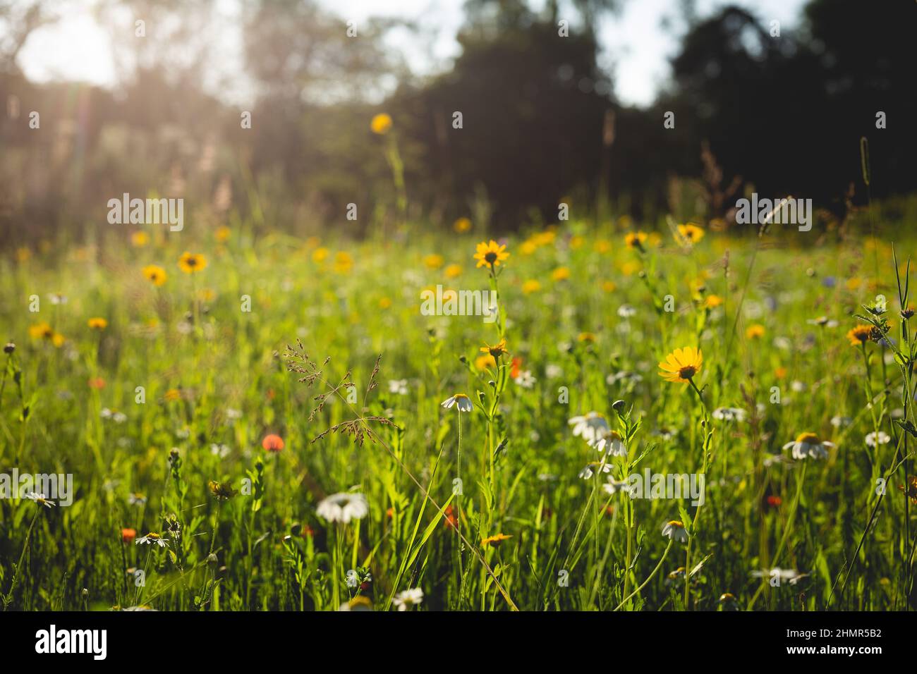 Wildflower meadow in an English country garden Stock Photo - Alamy