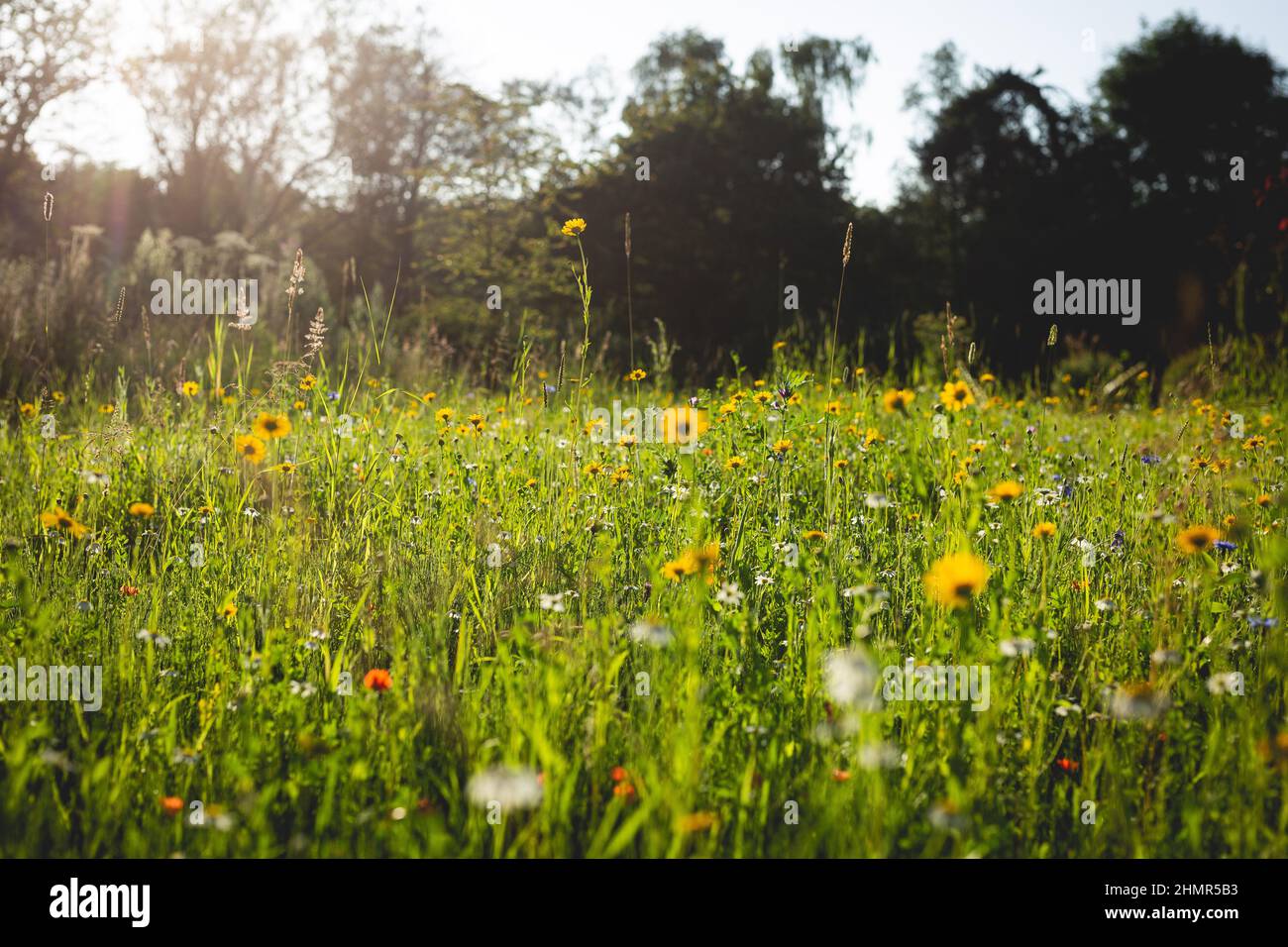 Wildflower meadow in an English country garden Stock Photo - Alamy