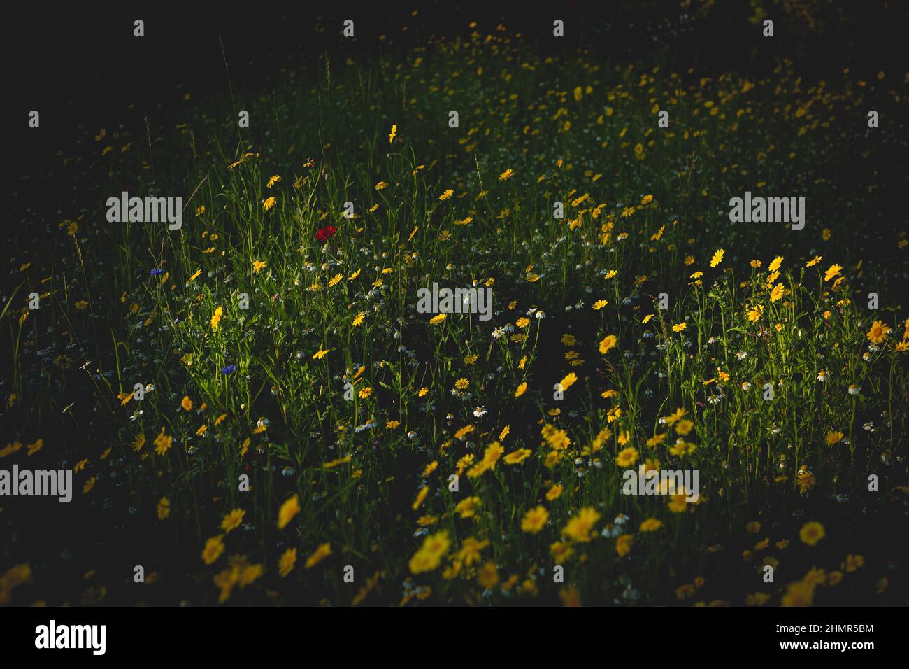 Wildflower meadow in an English country garden Stock Photo - Alamy