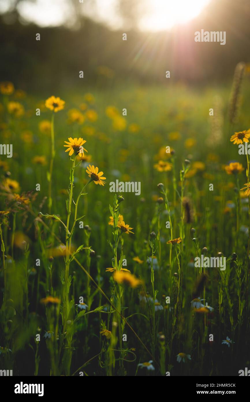 Wildflower meadow in an English country garden Stock Photo - Alamy