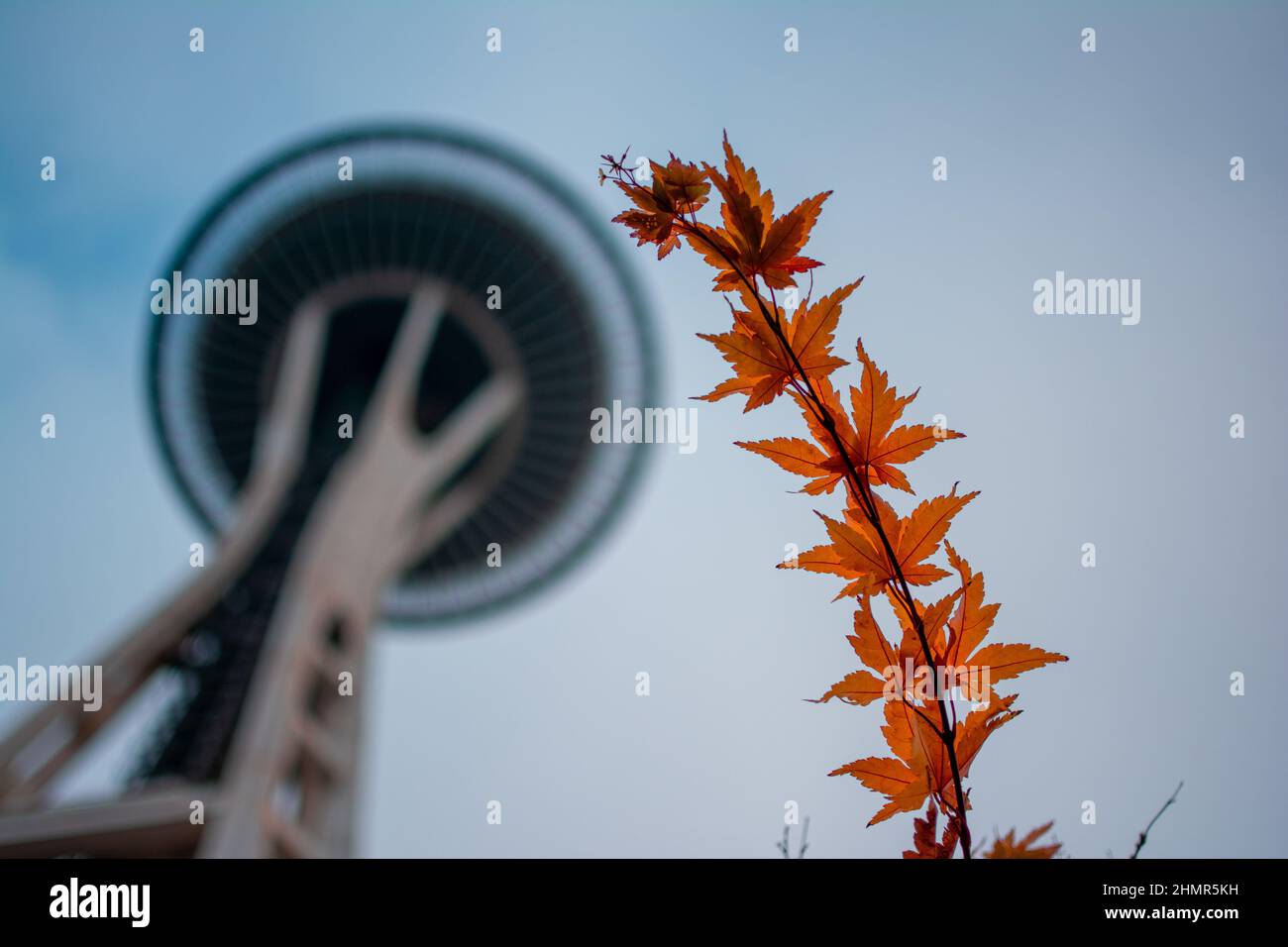 Low angle of a Space Needle with autumn leaves Stock Photo - Alamy