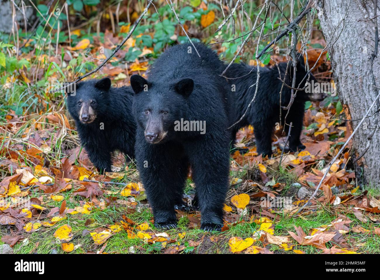 Closeup of black bears in a forest Stock Photo - Alamy