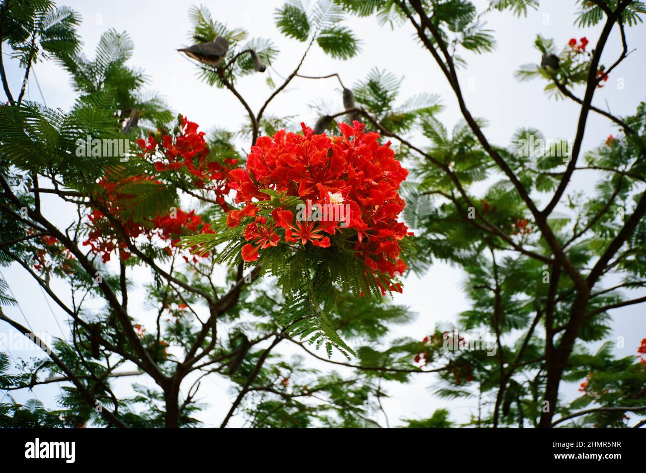 Shot of the Royal Poinciana (Delonix regia) or flamboyant tree in ...