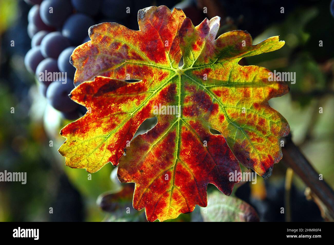 The power of color part two Stock Photo - Alamy