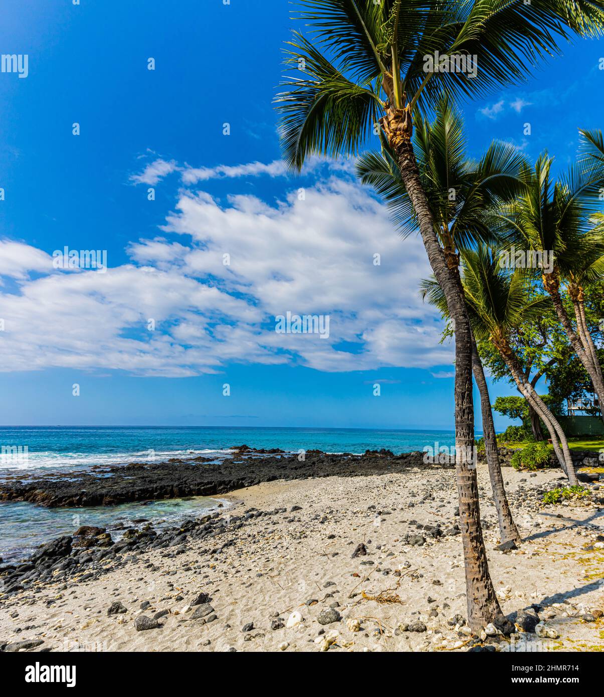 Coconut Palm Trees on Honi's Beach, Wai'aha Beach Park, Holualoa ...