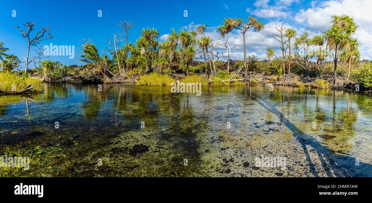 Halla trees hi-res stock photography and images - Alamy