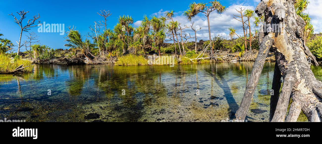 Brackish Pool and Halla Trees Surrounded By Lava Field Near Pohue Bay ...