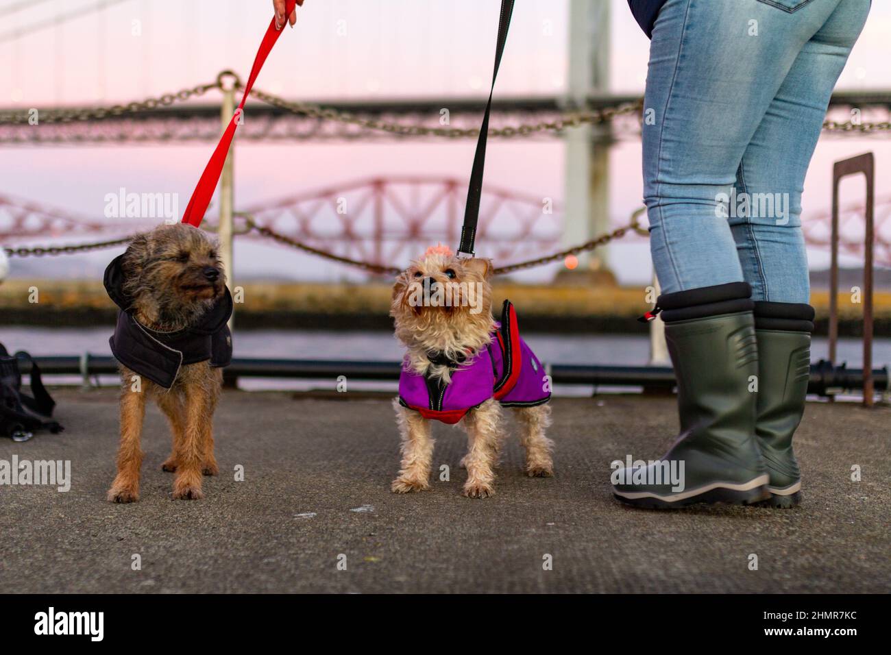 Bridge two dogs hi-res stock photography and images - Alamy