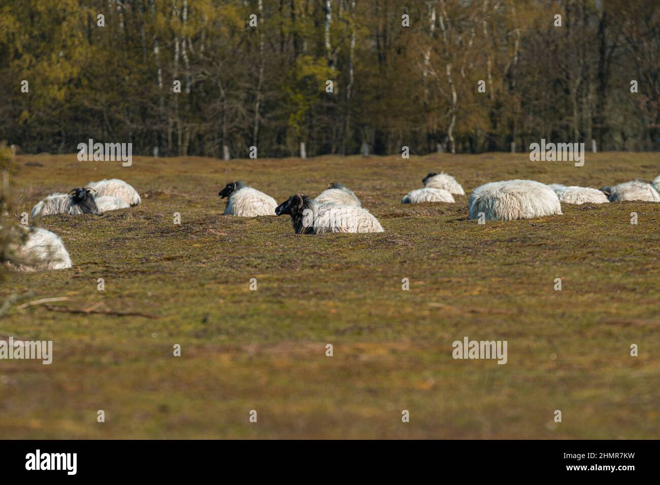Closeup of sheep lying in the field Stock Photo - Alamy