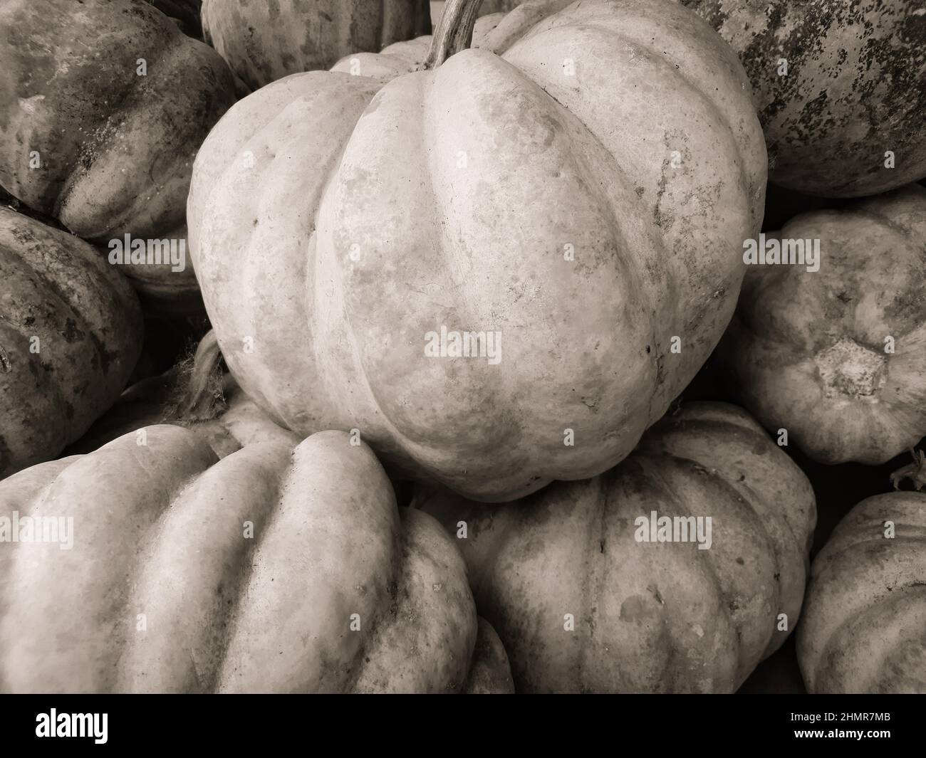 Closeup grayscale shot of pumpkins Stock Photo - Alamy