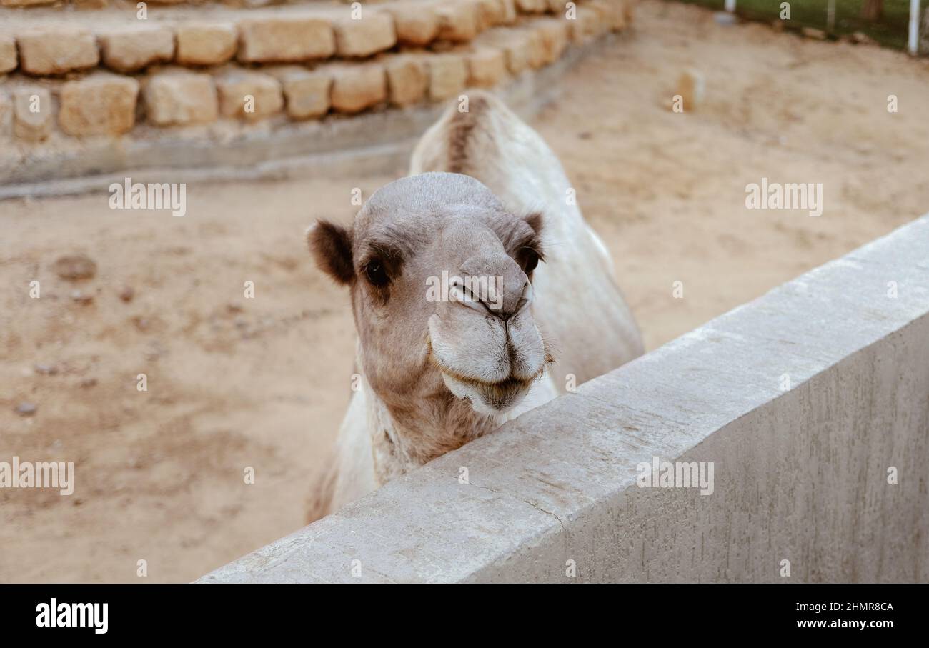 Camel muzzle look out of zoo fence, captive animal Stock Photo - Alamy