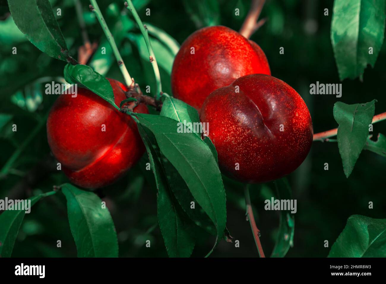 Nectarines fruit tree orchard hi-res stock photography and images - Alamy