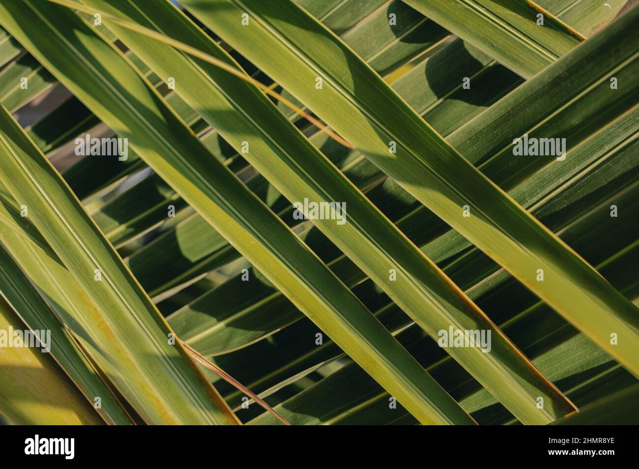 Intertwined green palm leaves background, nature geometry Stock Photo ...