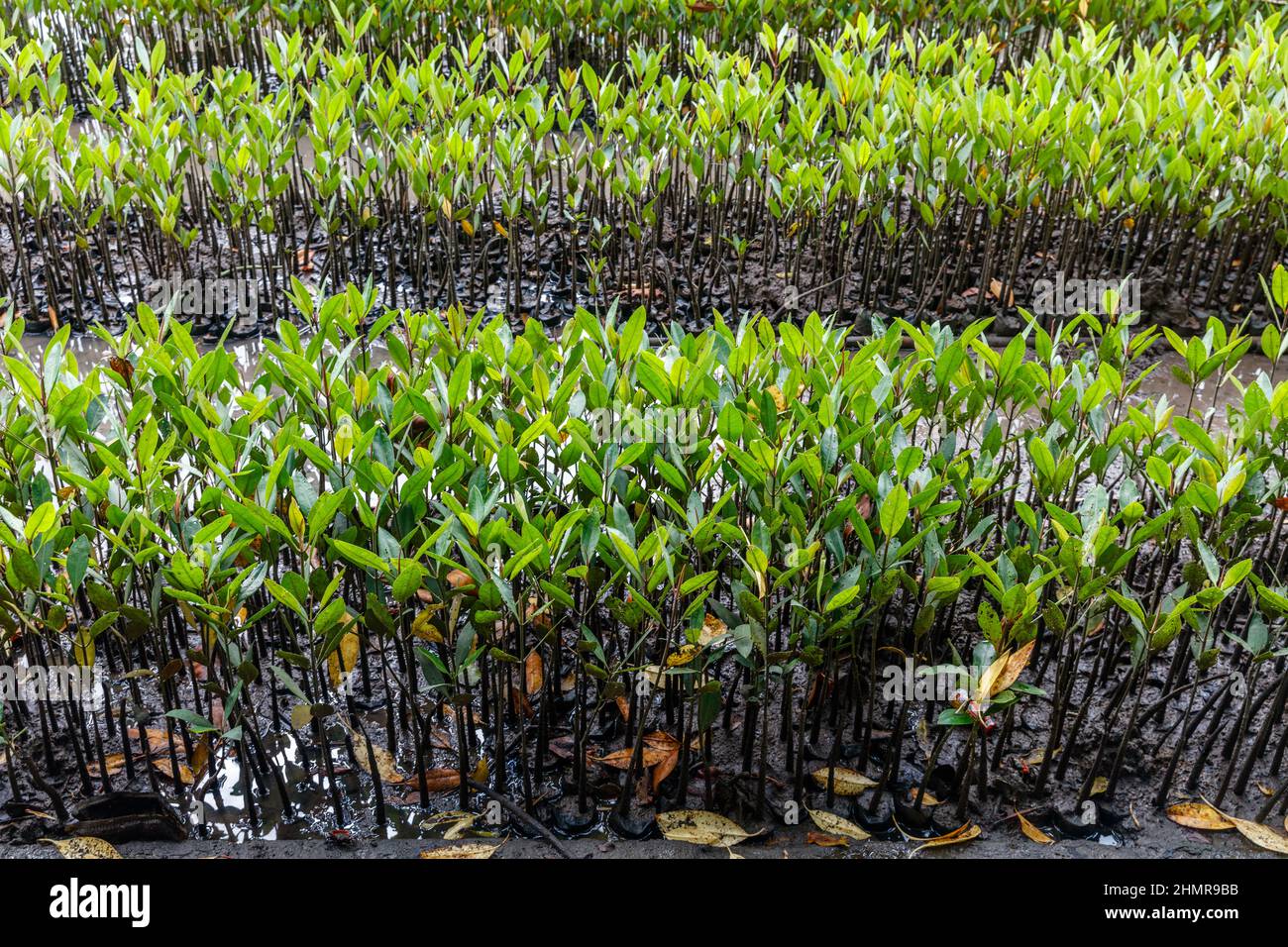 Mangrove seedlings for planting at a mangrove forest in Bali, Indonesia ...