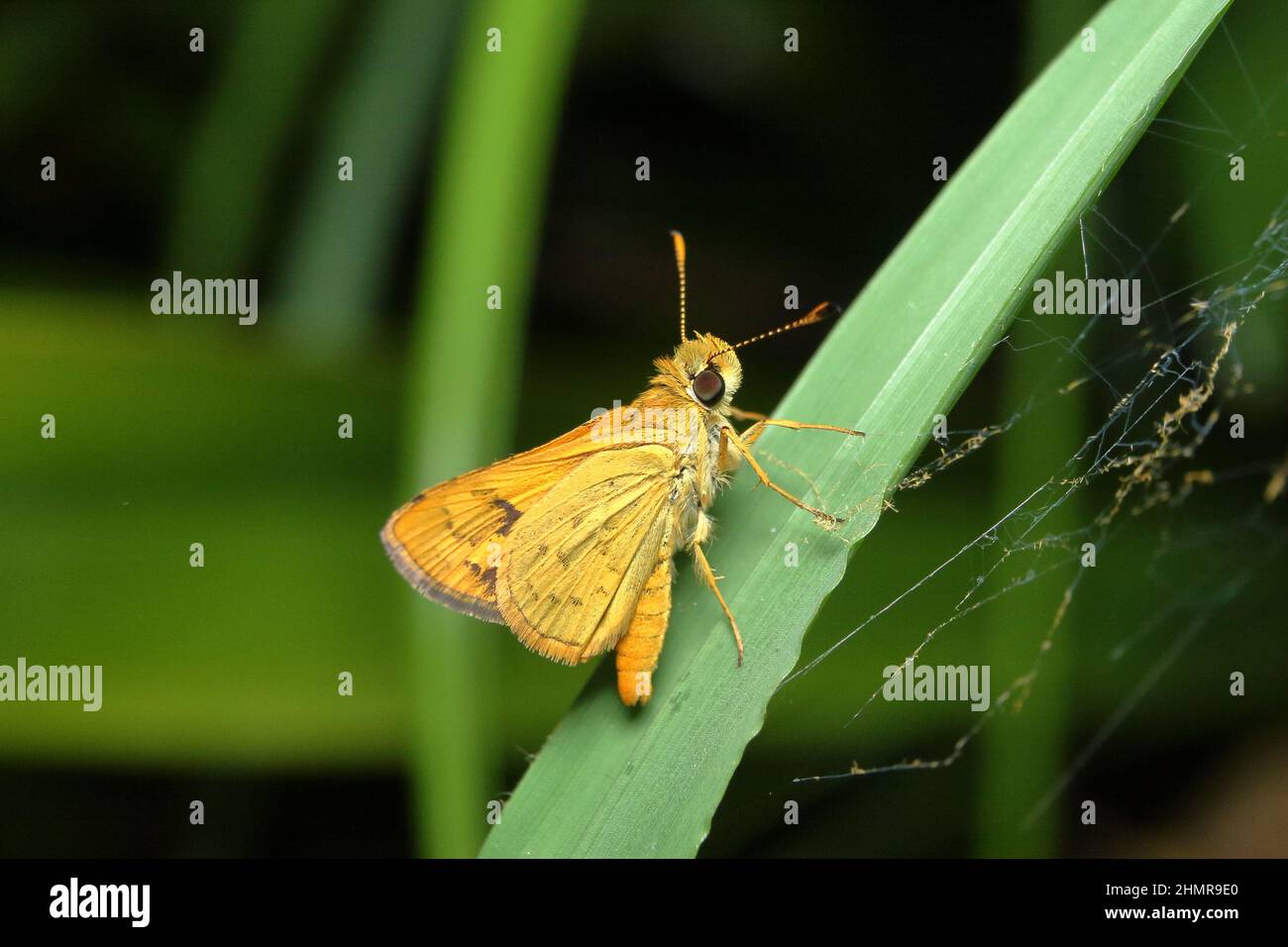 Green skipper butterfly hi-res stock photography and images - Alamy