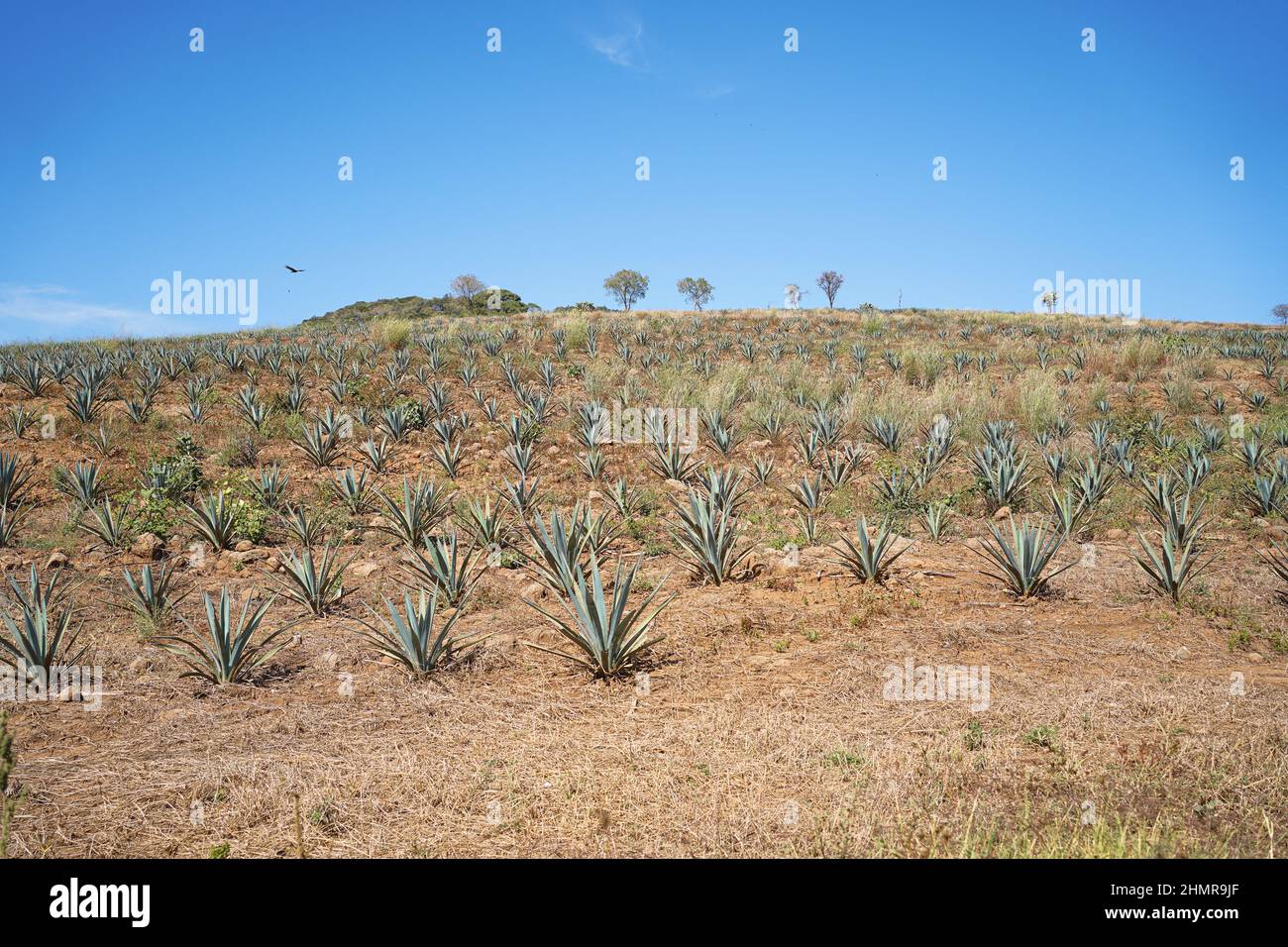 Tequila volcano hi-res stock photography and images - Alamy