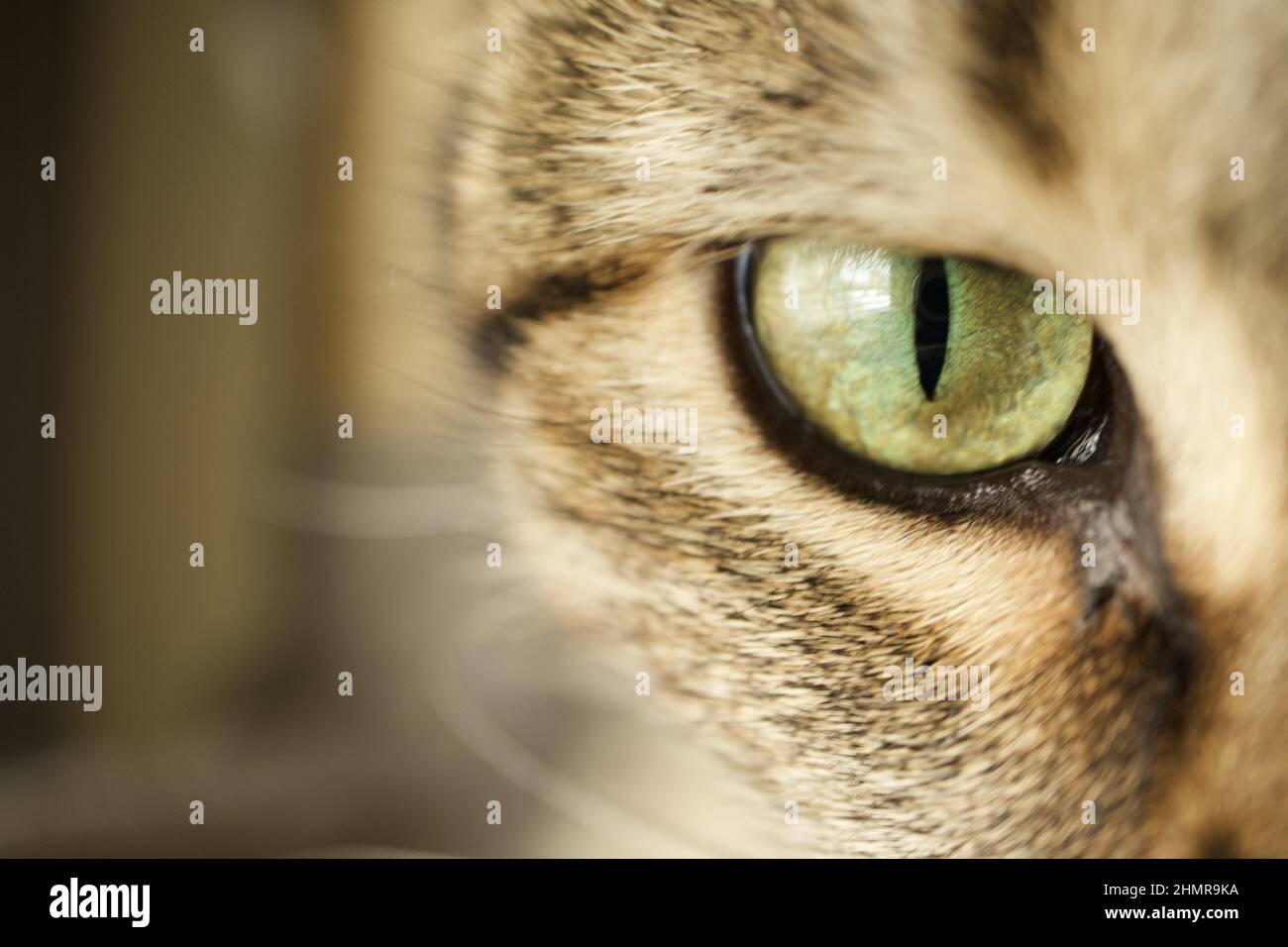 Closeup of the one half of a tabby cat's face, focused on its eye Stock ...