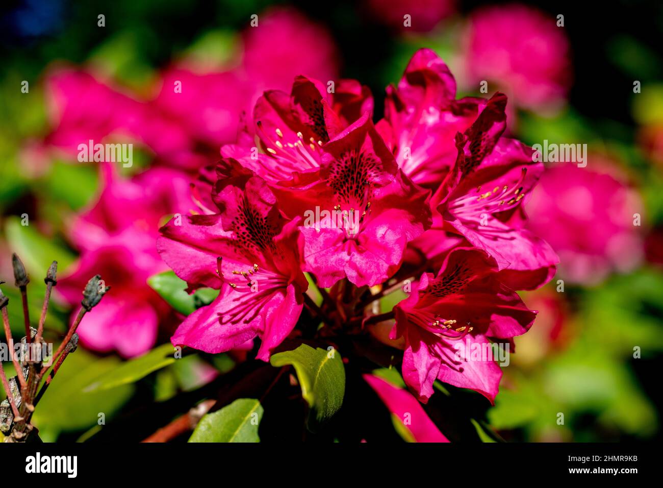 Shallow focus of a sunny pink Azalea flower with green leaves in the ...