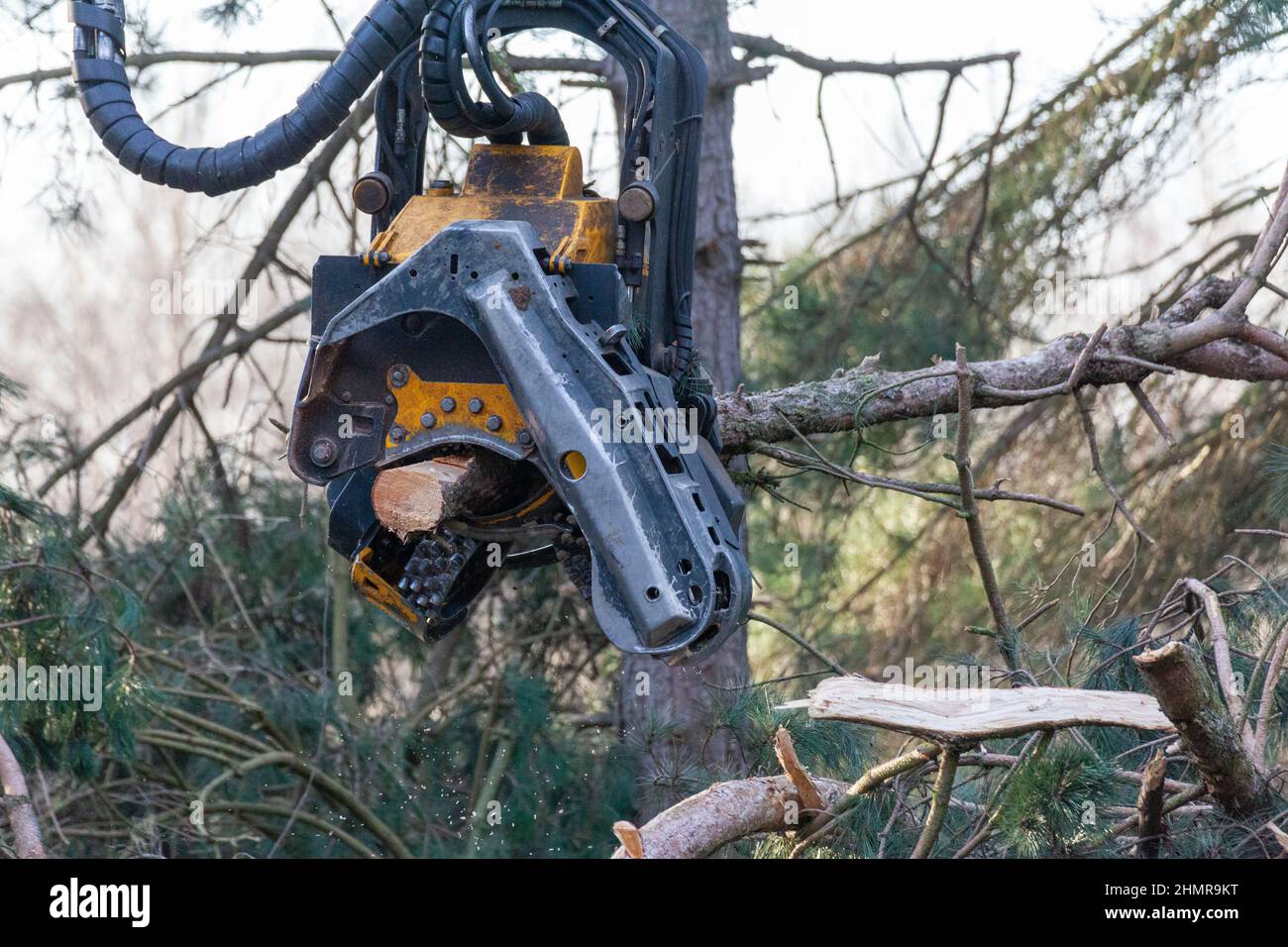 Tree shear in a forest Stock Photo - Alamy