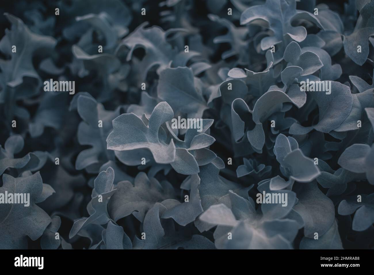 Fluffy leaves hi-res stock photography and images - Alamy