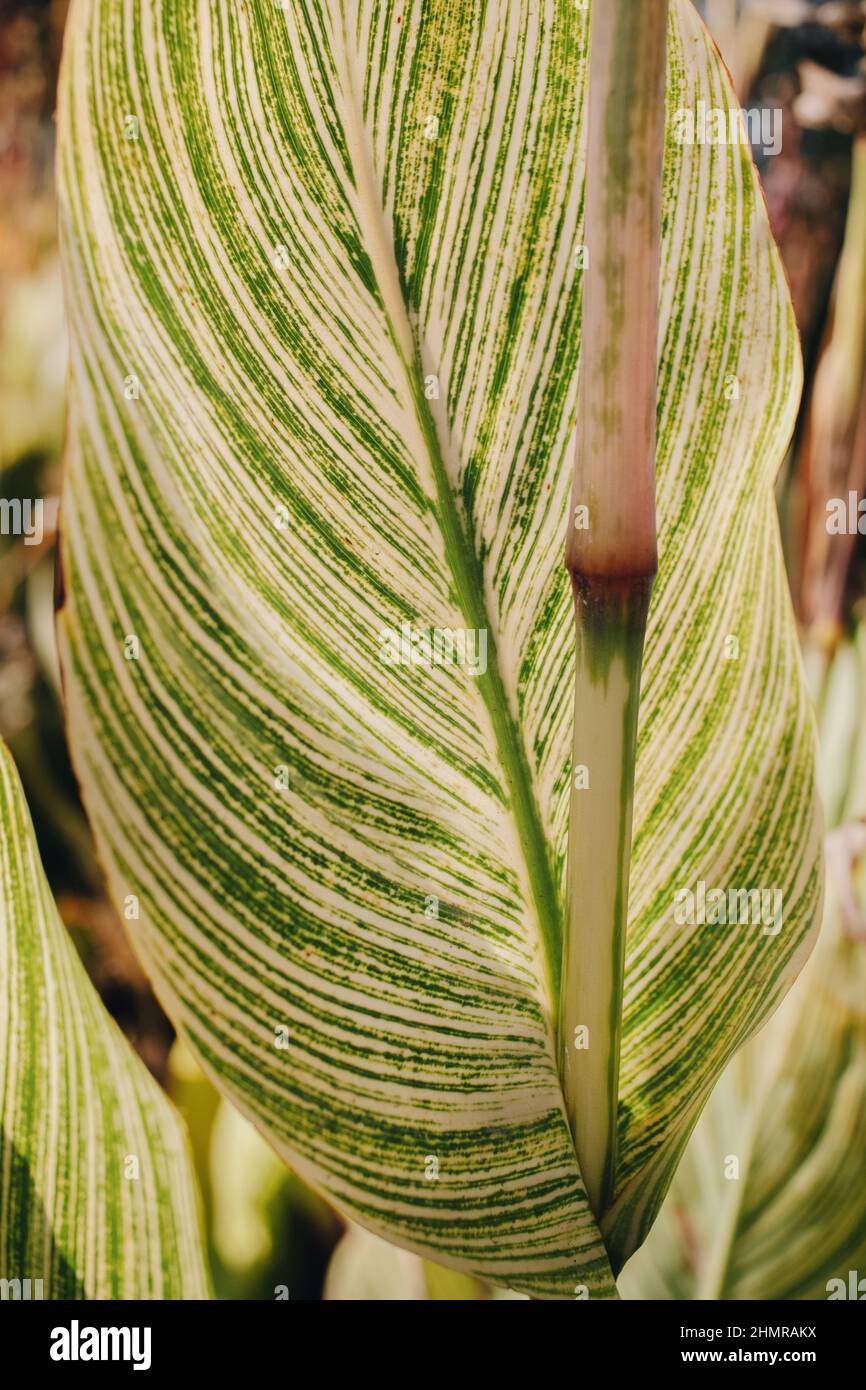 Sunny tropical leaves and stem, nature plant background Stock Photo - Alamy