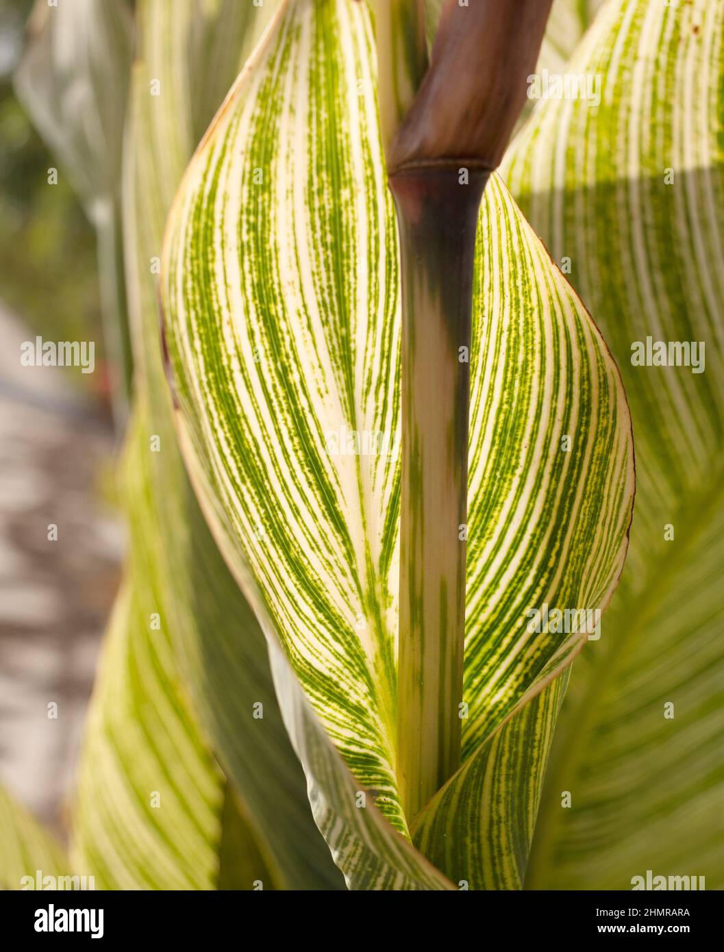 Sun and shadow at tropical leaves and stem, nature plant background ...